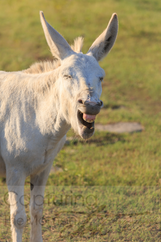 The Smith Ranch: A nursing calf, laughing donkey, lizard couple and a ...