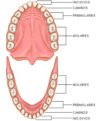 Introdução à Anatomia Dental Parte #1 - Divisão dos Dentes em Faces ...