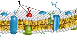 Aulas de ciências e biologia: LISTA DE EXERCÍCIOS BIOMEMBRANA - 2 EM