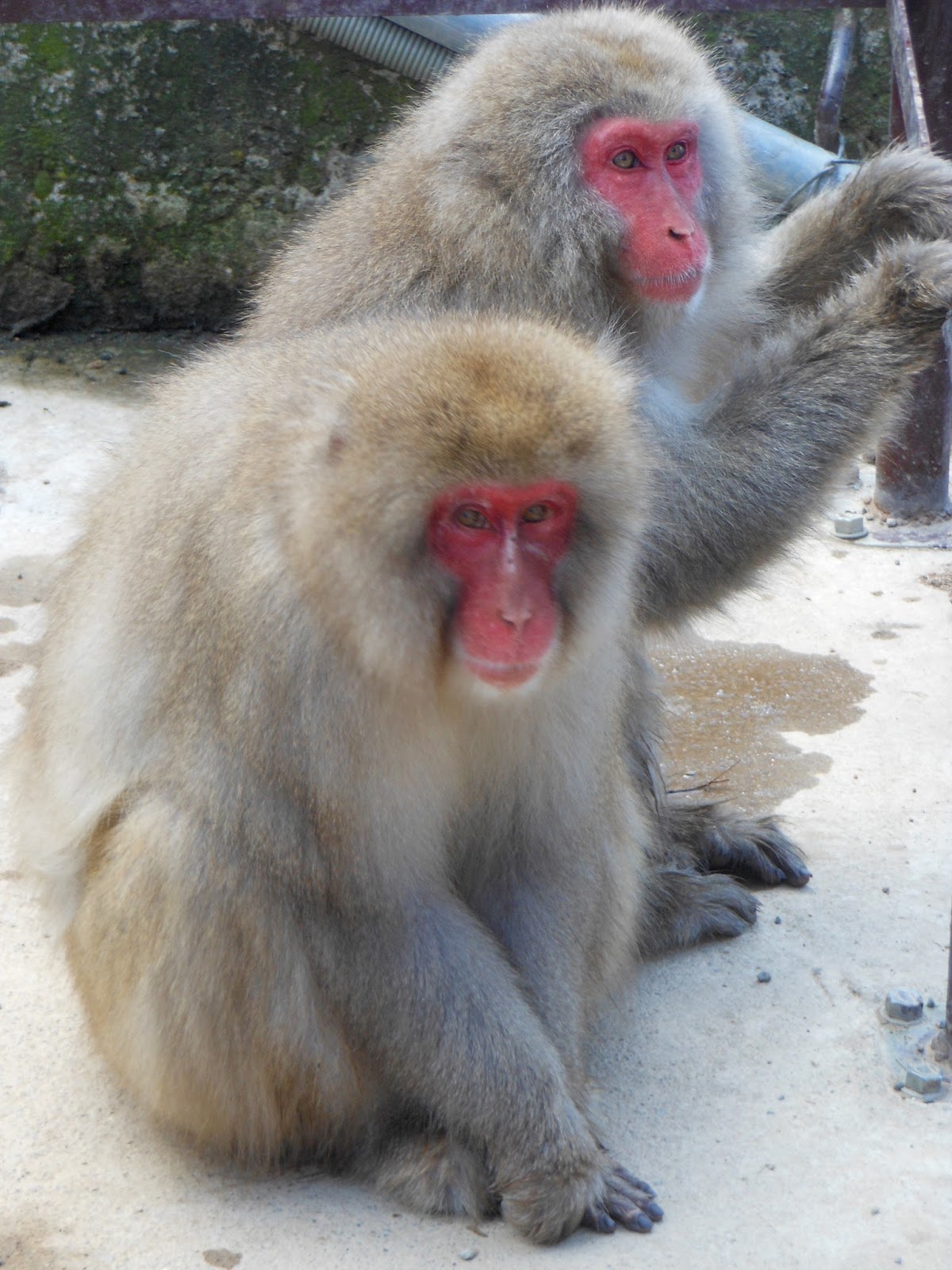 Hokkaido Kudasai: Snow Monkey Park