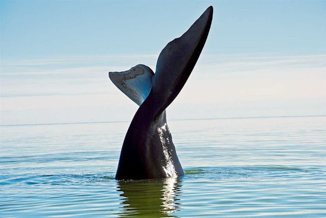 La sorprendente historia de una ballena que volvió al Sur después de 20 ...