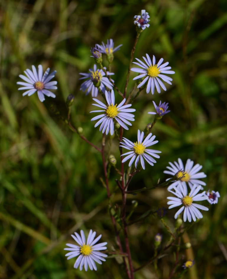 Ohio Birds and Biodiversity: Sky-blue Aster