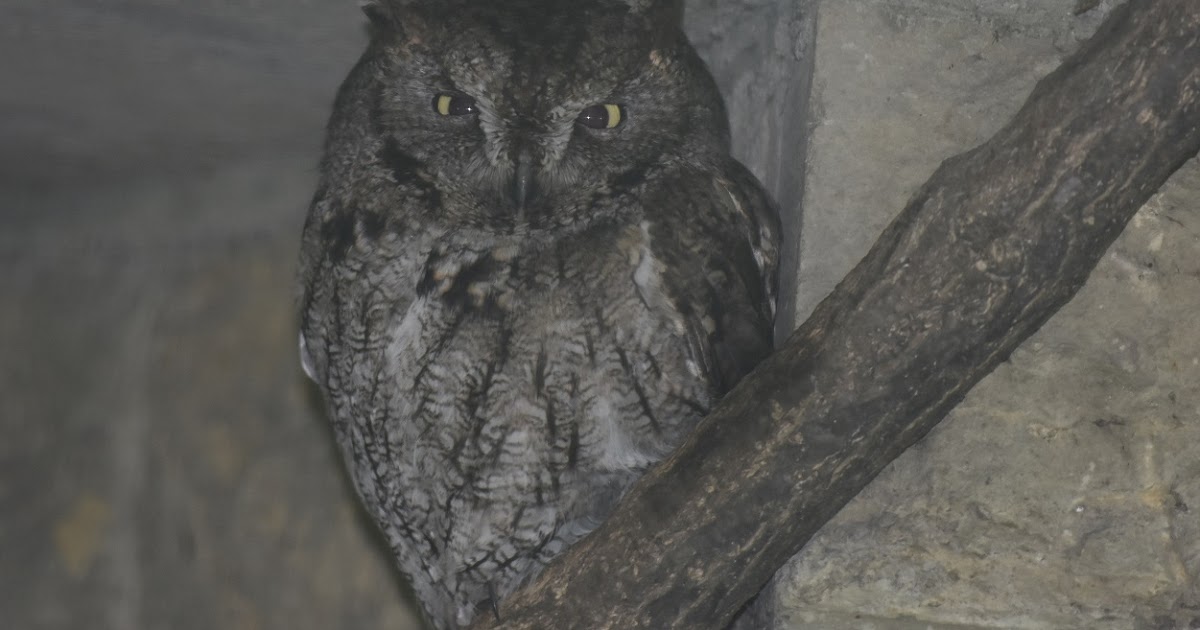 ZOOTOGRAFIANDO (6.100 ANIMALS): TECOLOTE OCCIDENTAL / WESTERN SCREECH ...