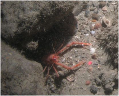 JNCC marine survey update: April 2013