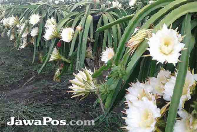 CARA MENGURANGI KERONTOKAN BUNGA PADA BUAH NAGA