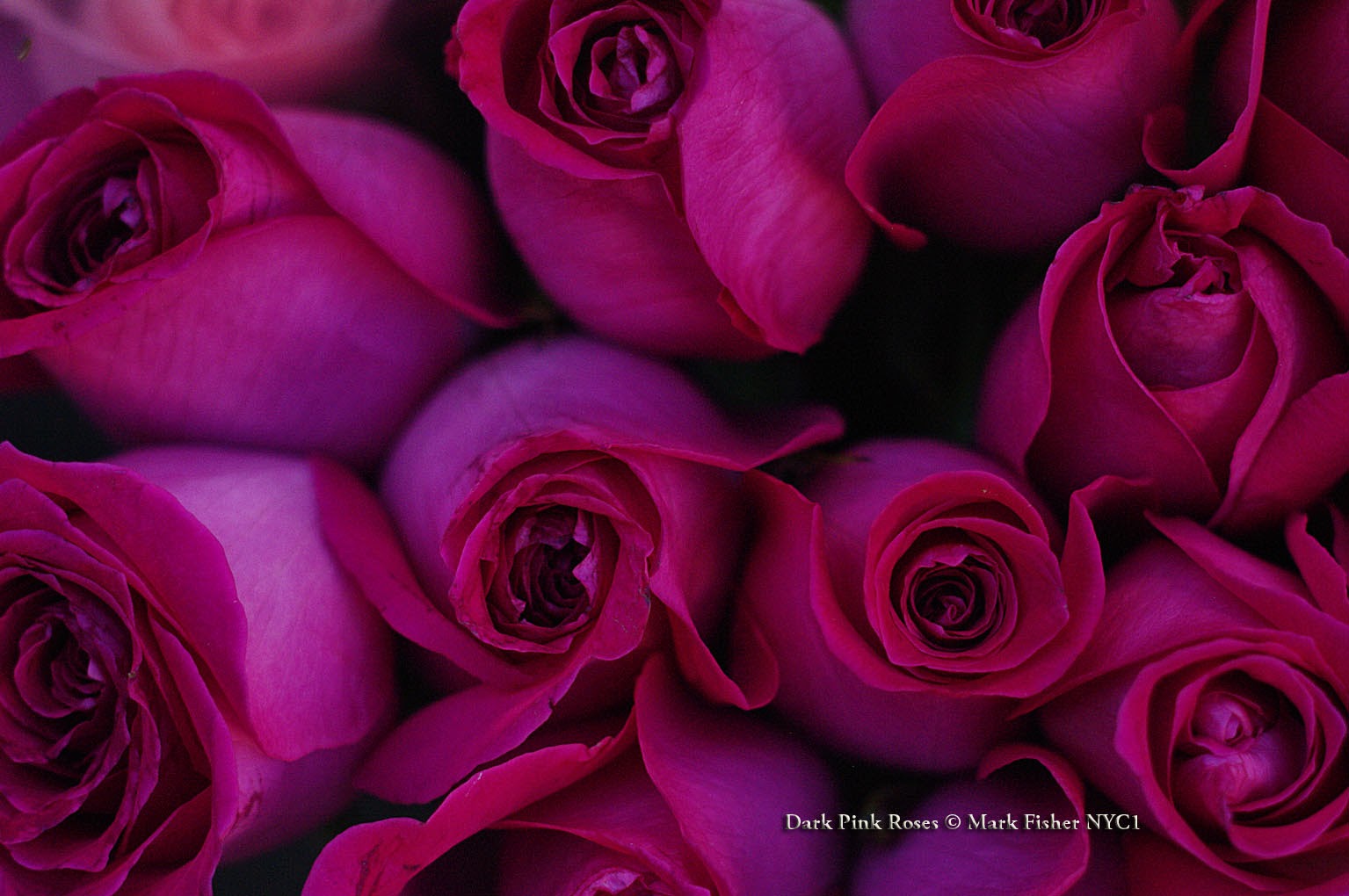 Mark Fisher American Photographer™: Dark Pink Roses • American ...