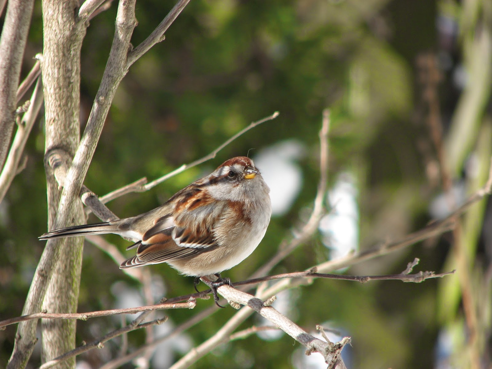 South Burlington birds: American Tree Sparrow photos | Litter with a ...
