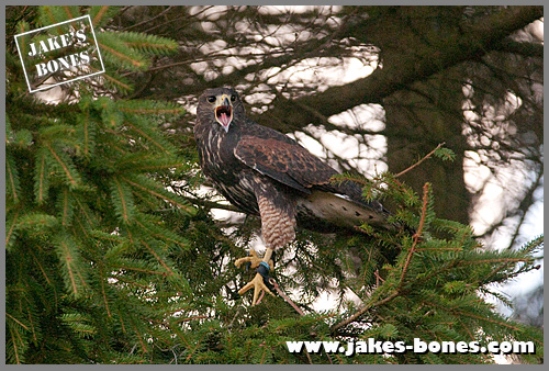 Learning how to handle a Harris Hawk : Jake's Bones