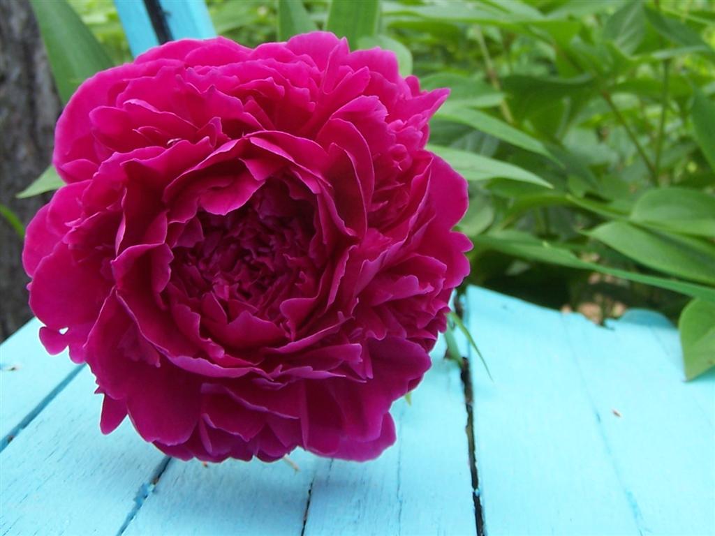 Perennial Passion: Please Sit a Spell and Enjoy My New Peony
