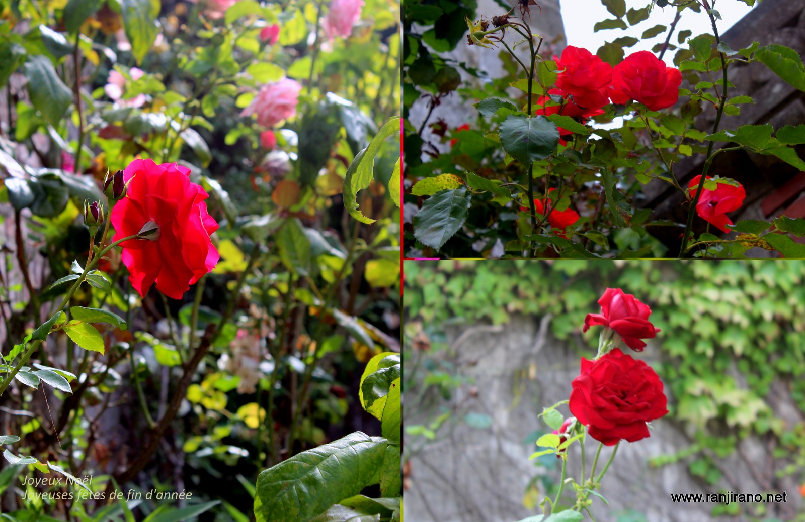 Des roses éclatantes et un poète [Rainer Maria Rilke]... | Paysages et ...