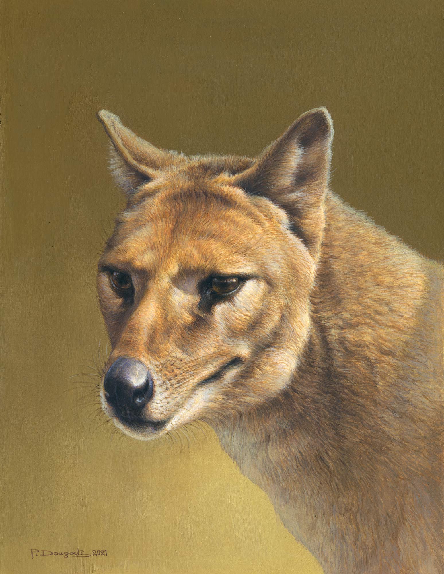 Tasmanian tiger or Thylacine portrait