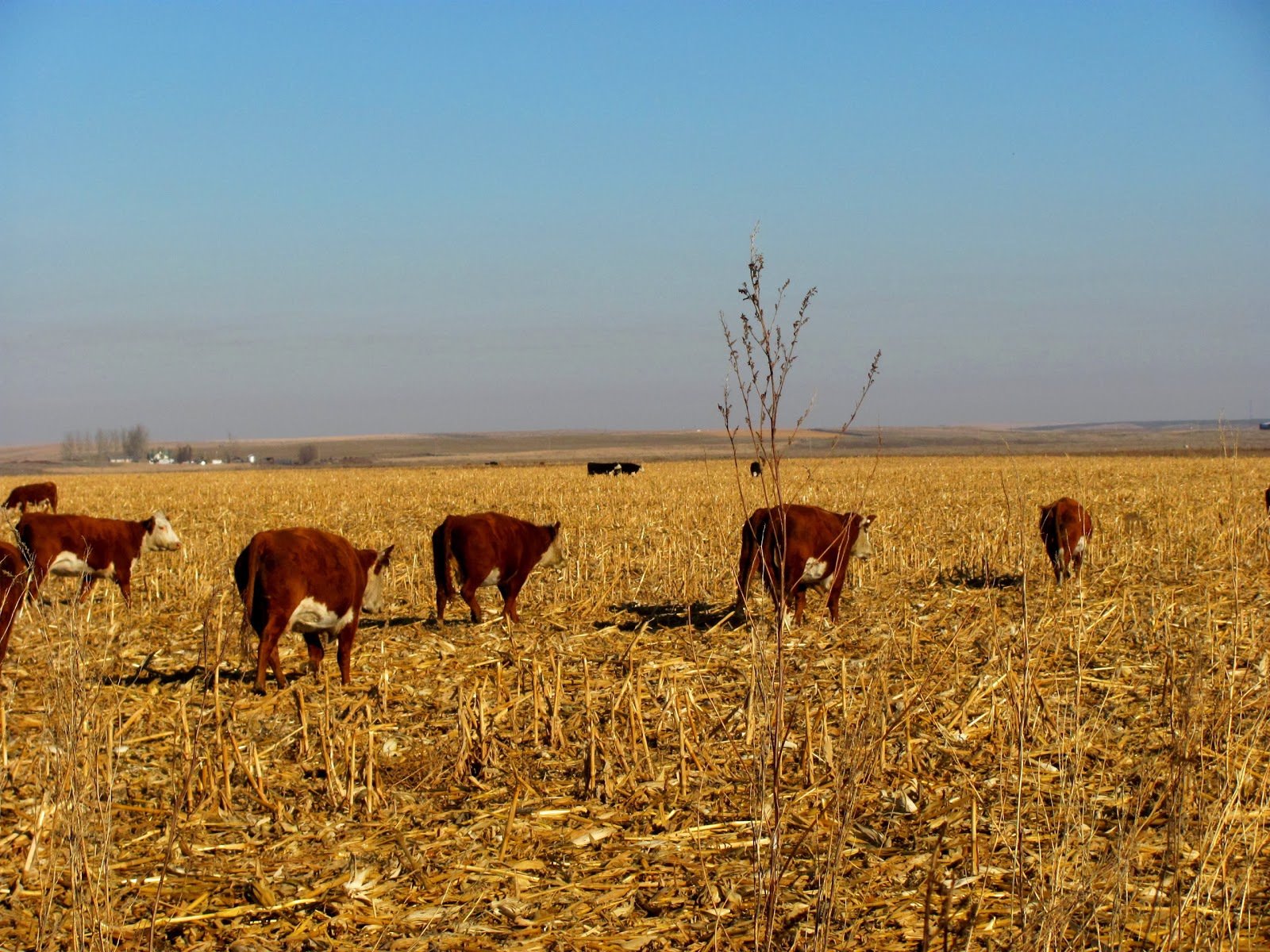 My Ranch Life: Busy Busy