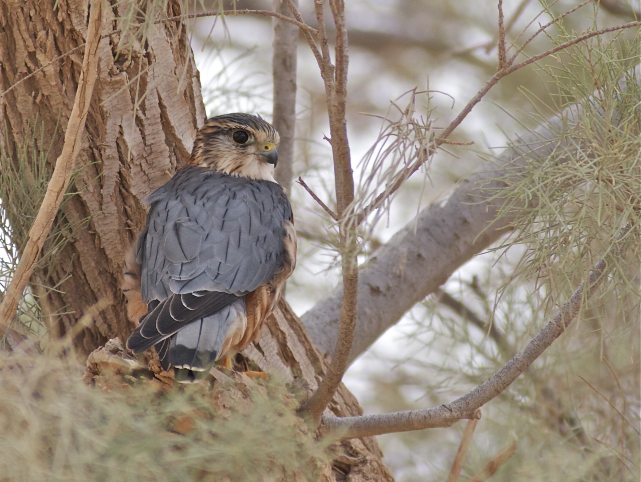 Bill of the Birds on Blogspot: My Bird of the Year, Part 2