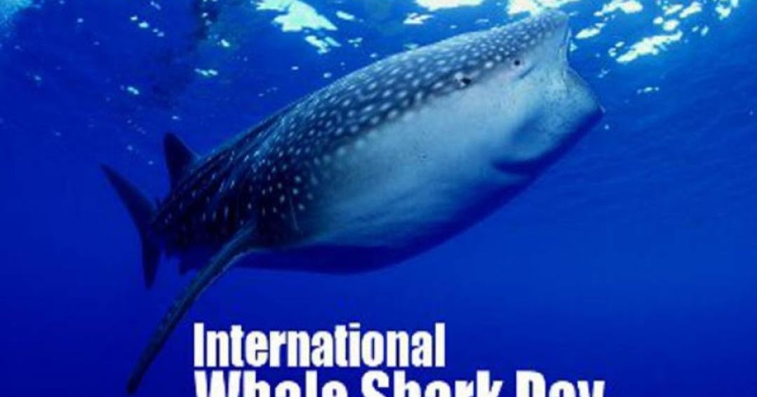 SVC ZOOLOGY : INTERNATIONAL WHALE SHARK DAY