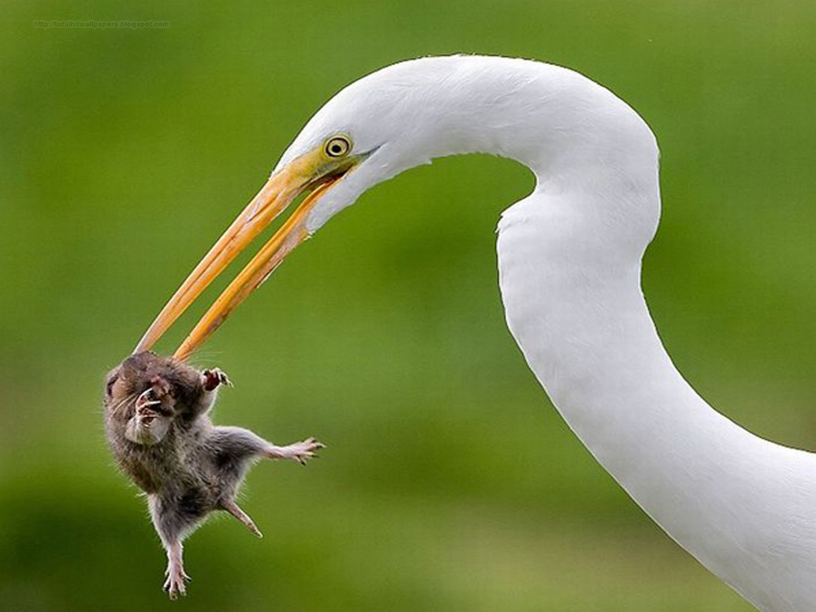 HD Wallpapers: Amazing hd Wallpapers