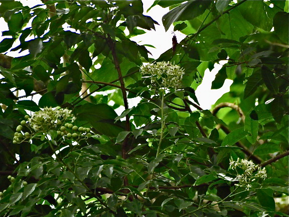 1784: Philippine Tree of the Month: Piris