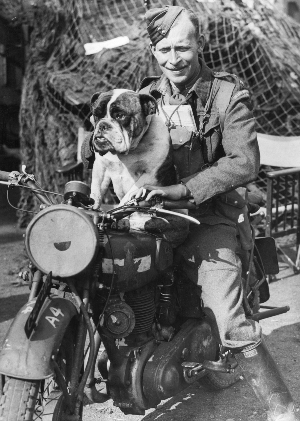 The 20 Most Badass Photos Of Animals From World War II Vintage Everyday the-20-most-badass-photos-of-animals-from-world-war-ii-vintage-everyday