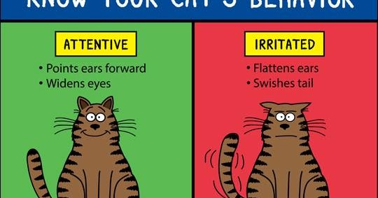 Mystery Fanfare: Cartoon of the Day: Cat Behavior