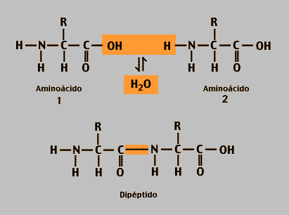 P7 Biología curso 16-17: Proteínas Grupos de Biología V