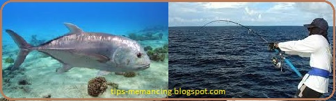 Tips Jitu Teknik Dan Cara Mudah Memancing Ikan Besar Di Laut Yang Benar ...