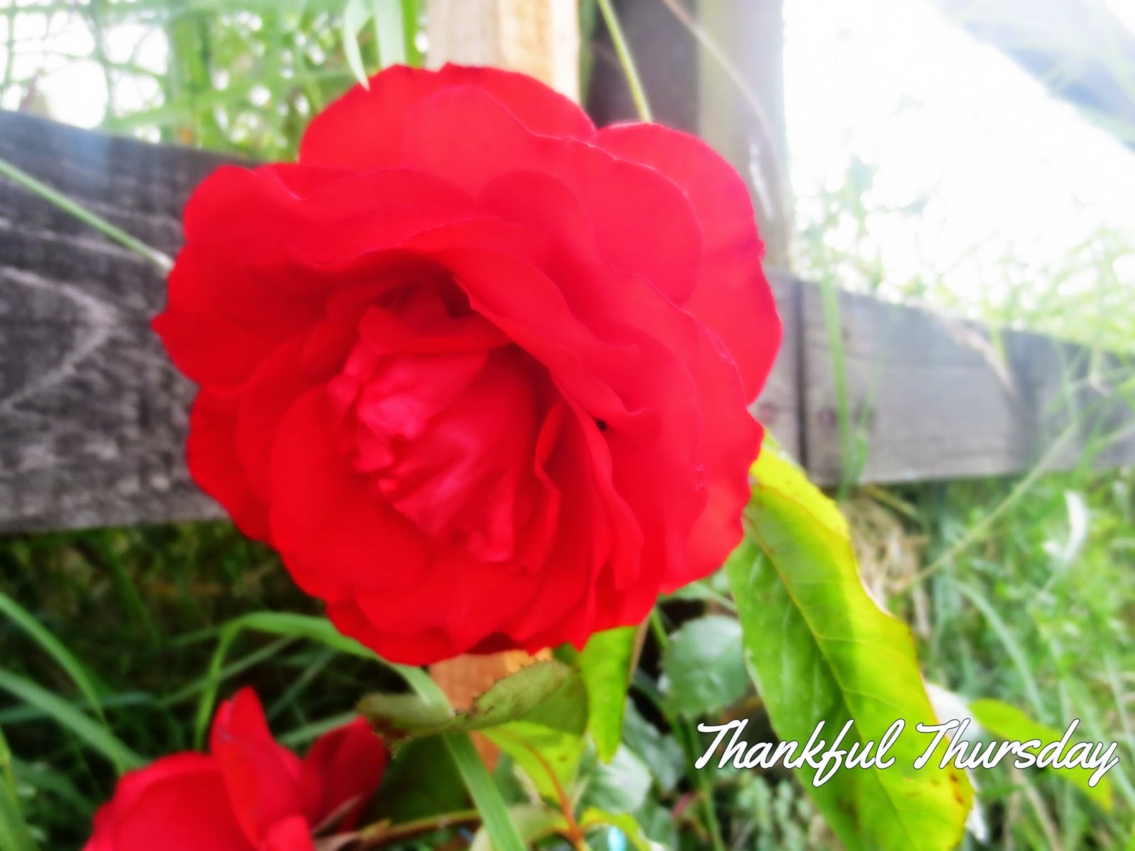 Thankful Thursday | The Giggles Of Life