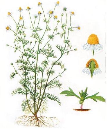 Plante de la A la Z: Matricaria recutita - Mușețelul