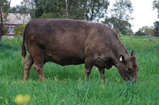 Mabelie Square Meaters Cattle Stud: Females