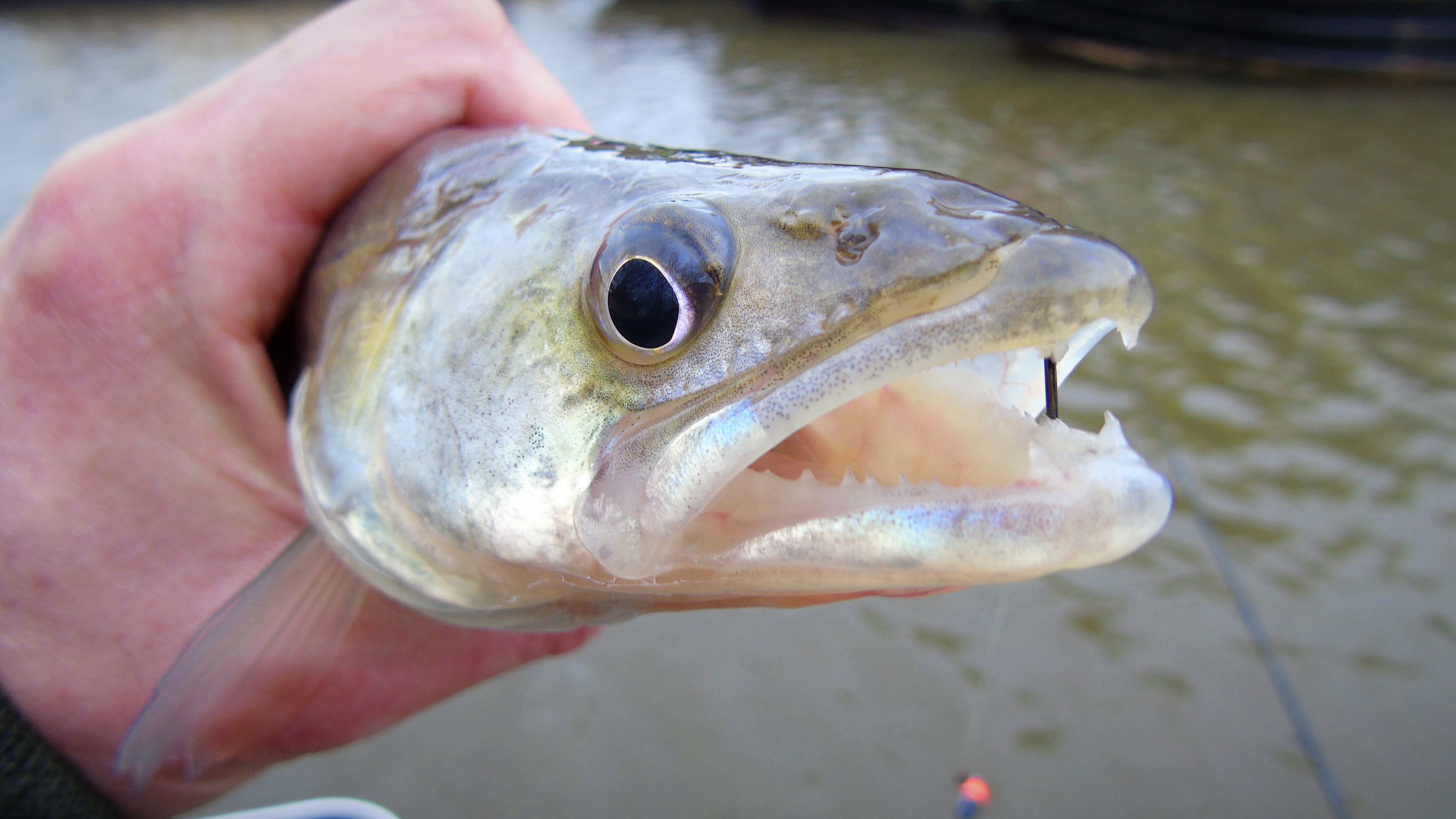 Piscatorial Quagswagging: The Close Season Zander Quest Pt.180 - Cave ...