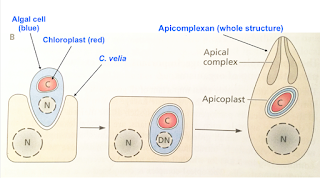 Fort Lewis College: Parasitology: The Apicoplast: What it is and Why it ...