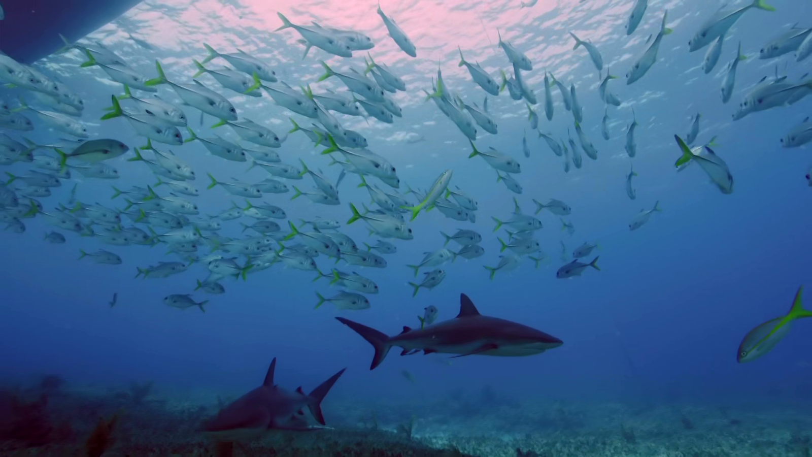 Asadal: BBC Blue Planet Revisited 1/2: A Sharks Tale (2020)