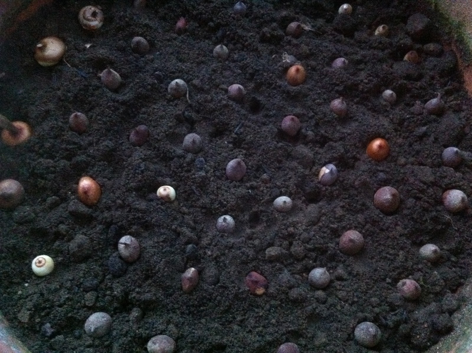 My Experimental Garden: Gladiolus cormels