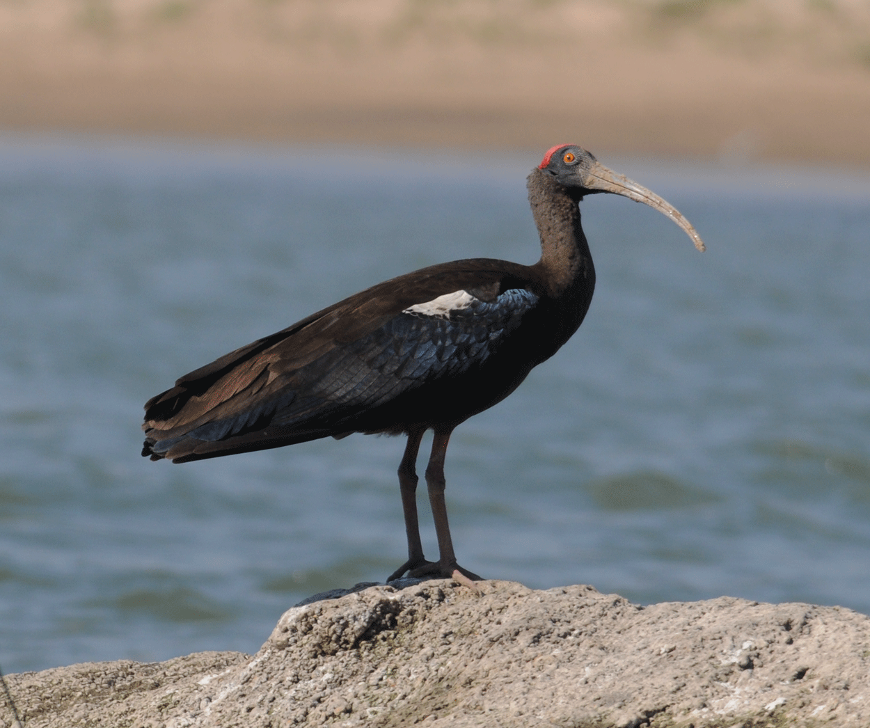 ZOOTHERA BIRDING BLOG: New tours to India