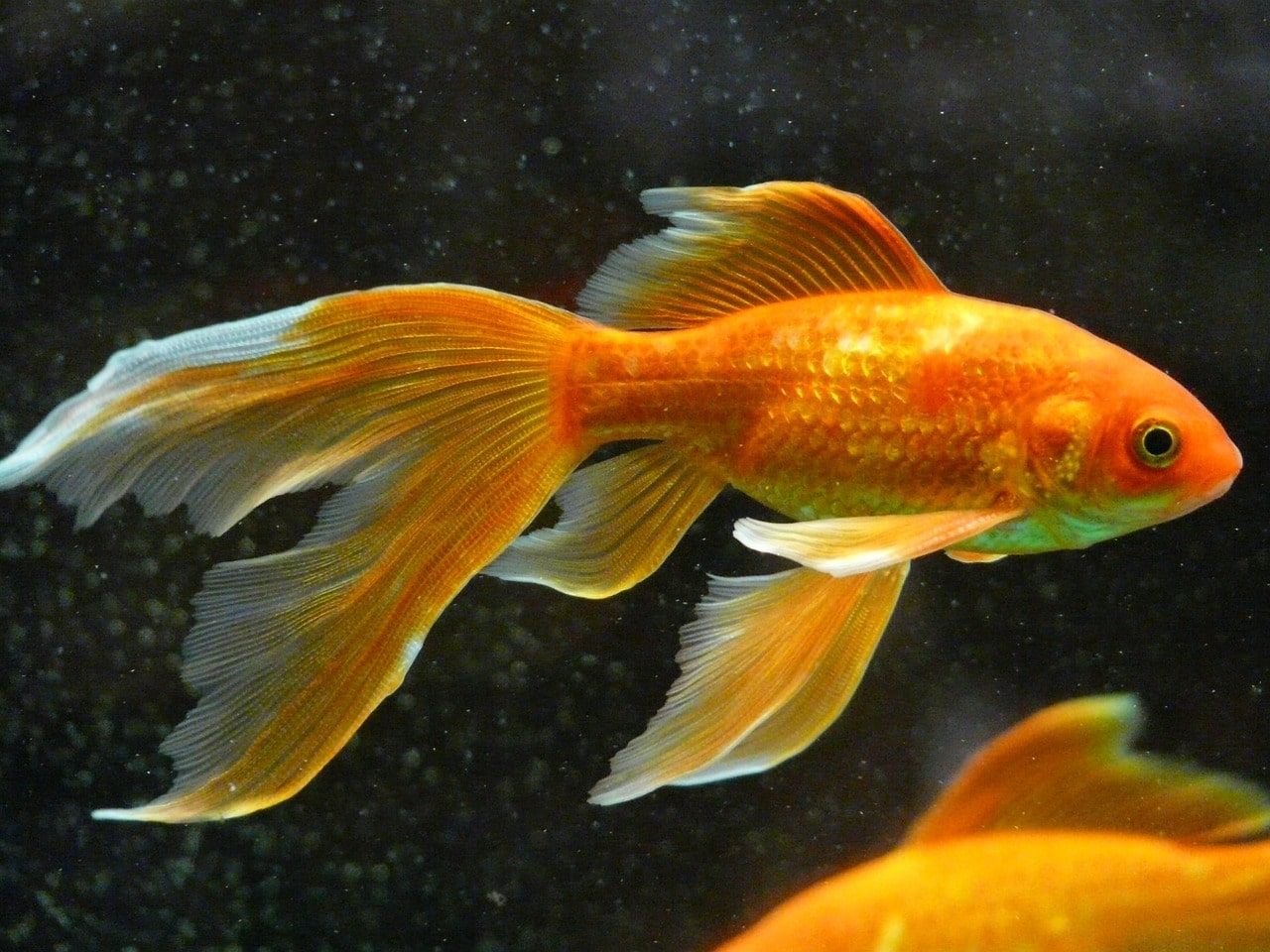 How To Save Your Goldfish From Death: Simple Steps That Will Have Them ...