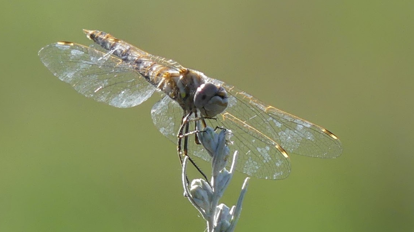 Dragonfly