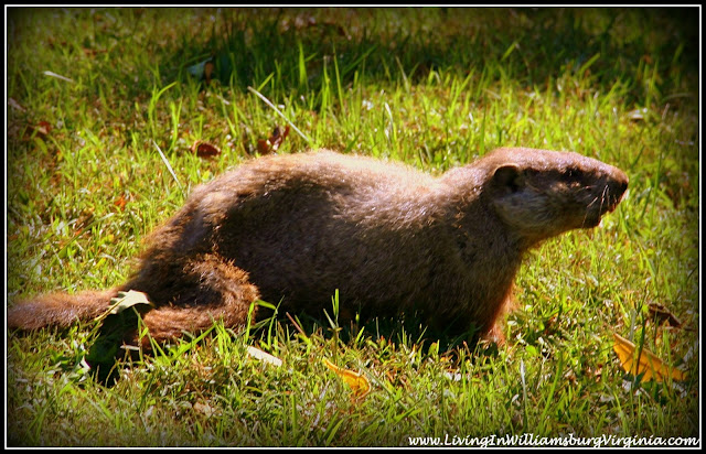 Living In Williamsburg, Virginia: Happy Royal Groundhog, Colonial ...