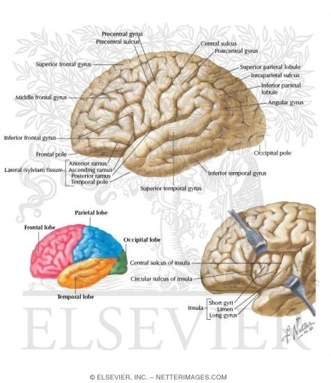 Simple Anatomy: Superolateral Surface of Brain