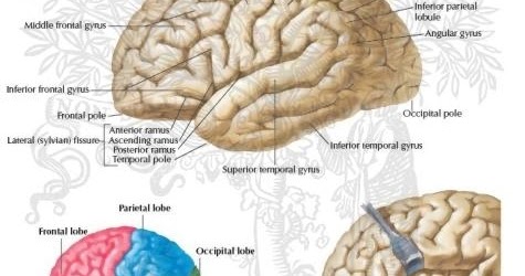 Simple Anatomy: Superolateral Surface of Brain
