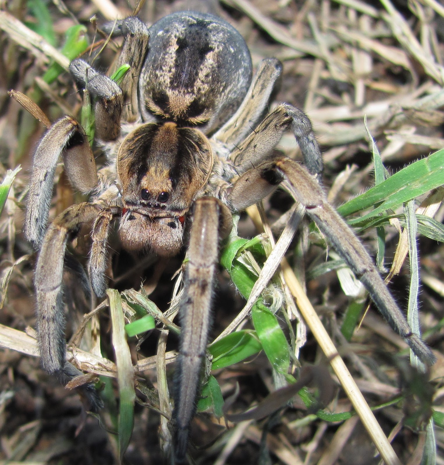 Kenyan Spiders: WOLF SPIDERS (Family Lycosidae)