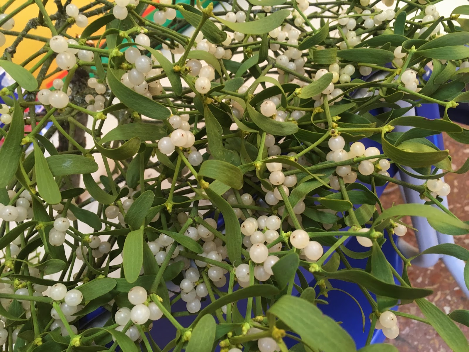 Boscofiorito: Il vischio