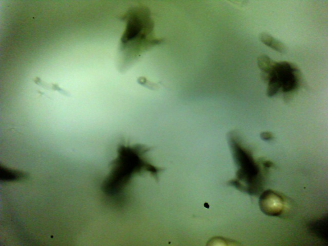 The View from Fifth Grade: Hatching Aquatic Eggs