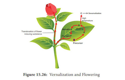 Vernalization in plants | Meaning, Definition