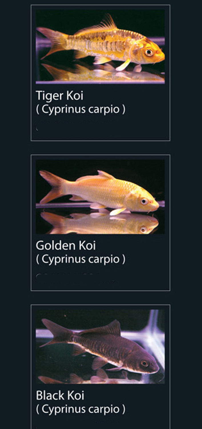 Jenis Ikan Hias KOI Internasional Populer - Ikan Koi