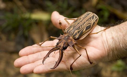 BIBOCA AMBIENTAL : BESOURO