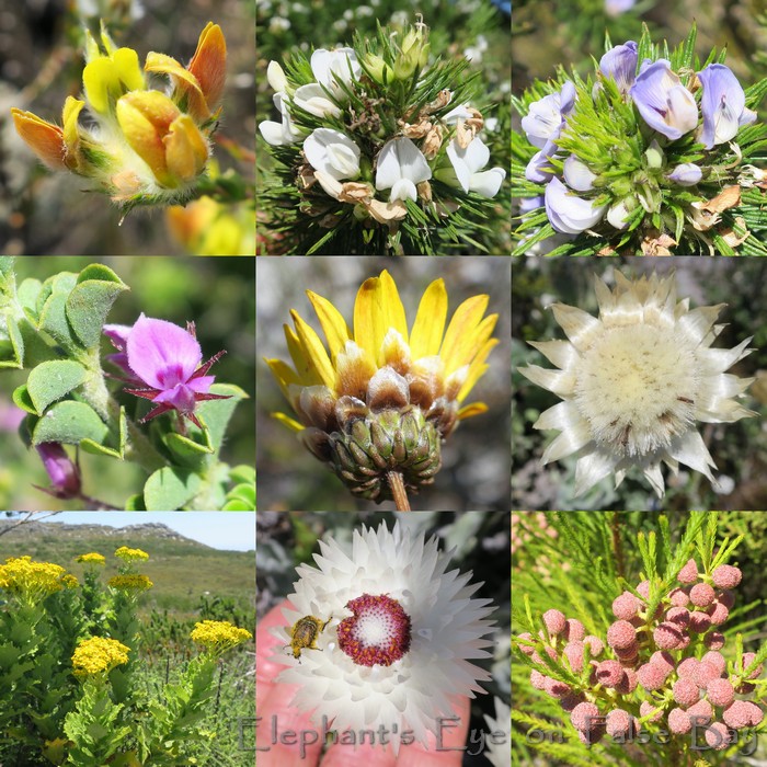 Silvermine flowers and India Venster