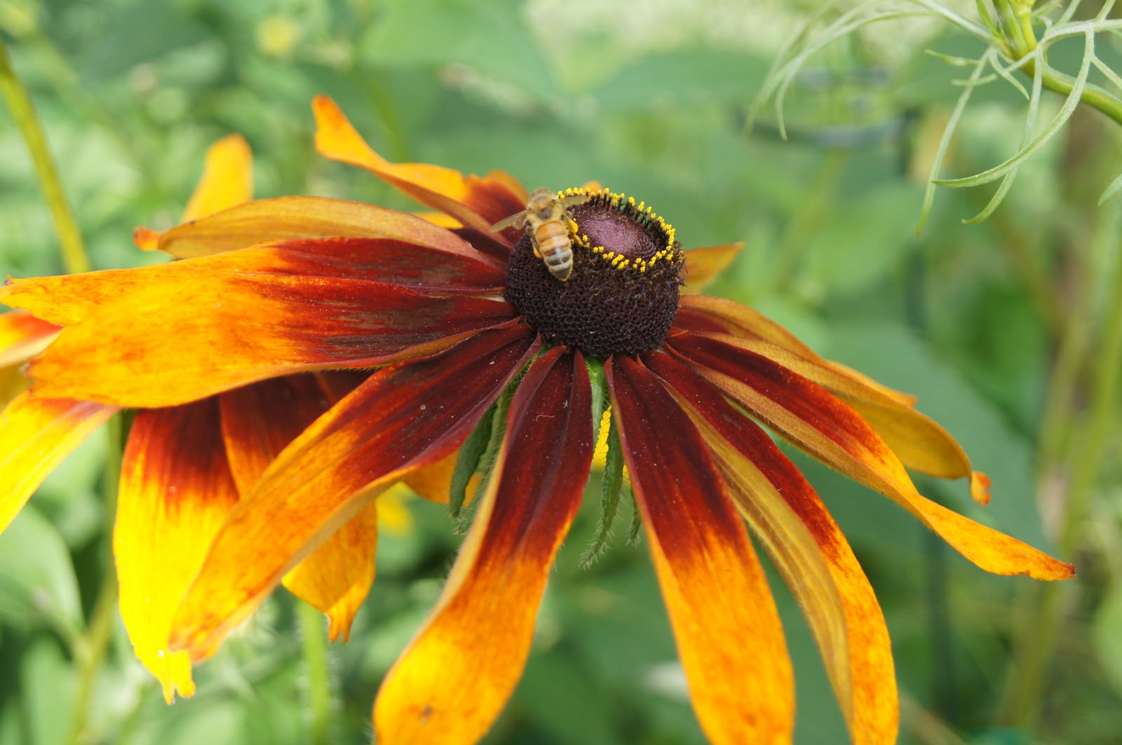 The Sustainable-Enough Garden: Native flowers for pollinators