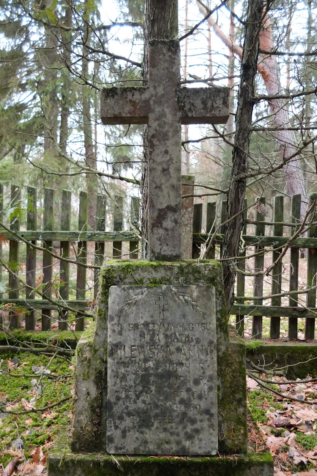 Powiat szczycieński i okolice - historia, zabytki i archiwalia: Sasek ...