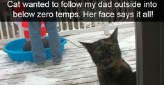 Zucchini Summer: Friday Funnies: Cats