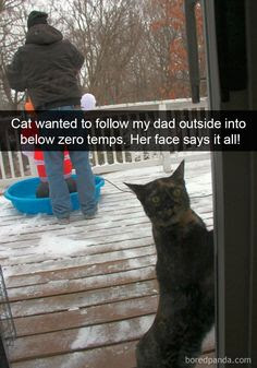 Zucchini Summer: Friday Funnies: Cats