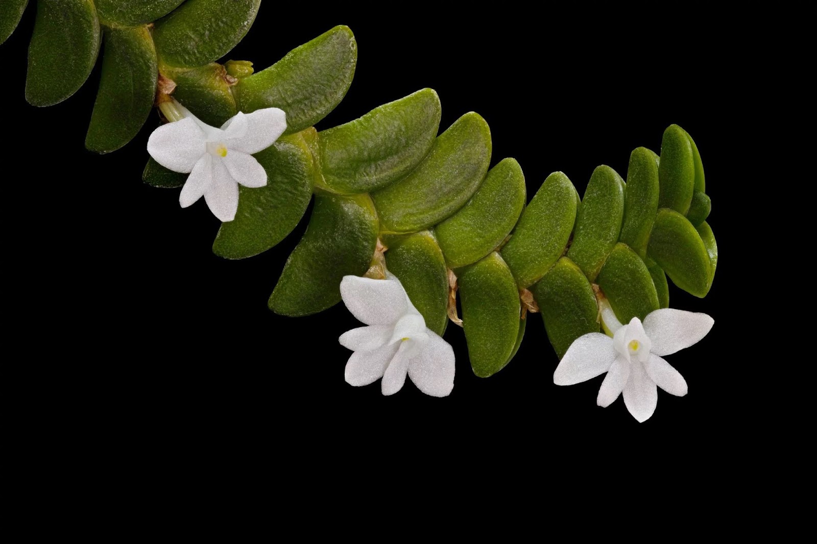 Angraecum distichum orchid plant care and culture | Travaldo's blog