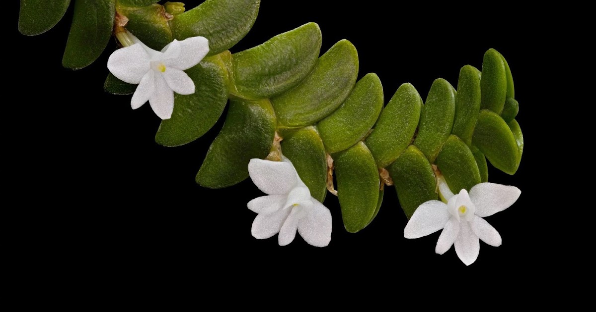 Angraecum distichum orchid plant care and culture | Travaldo's blog